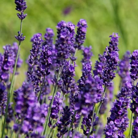Lavanda 40cm - Rasadnik Kedar