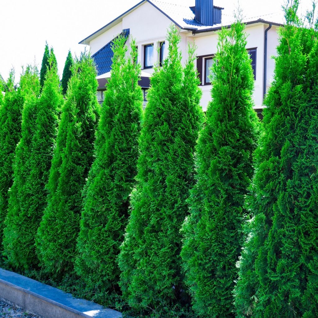 Thuja occidentalis Smaragd 2m - Rasadnik Kedar
