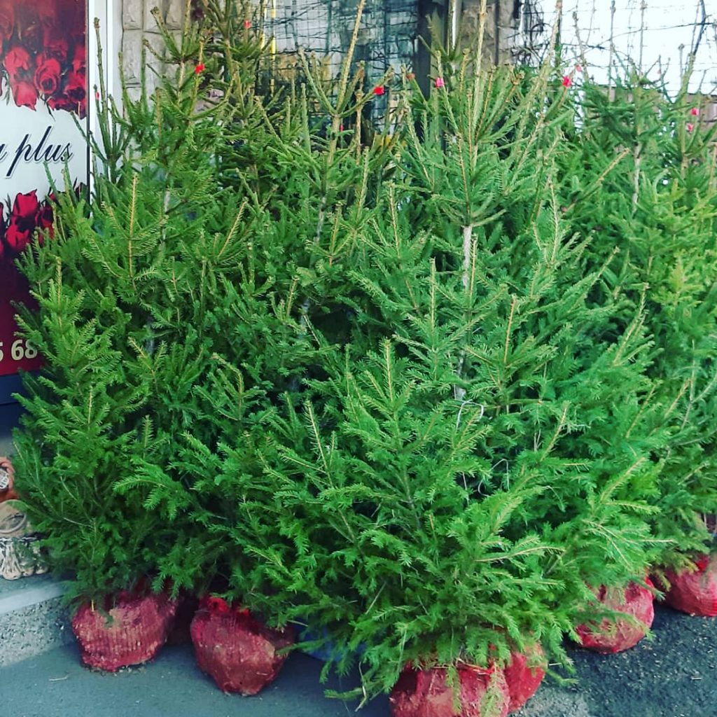 Rasadnik Kedar - Prodaja sadnica, uređivanje i održavanje dvorišta