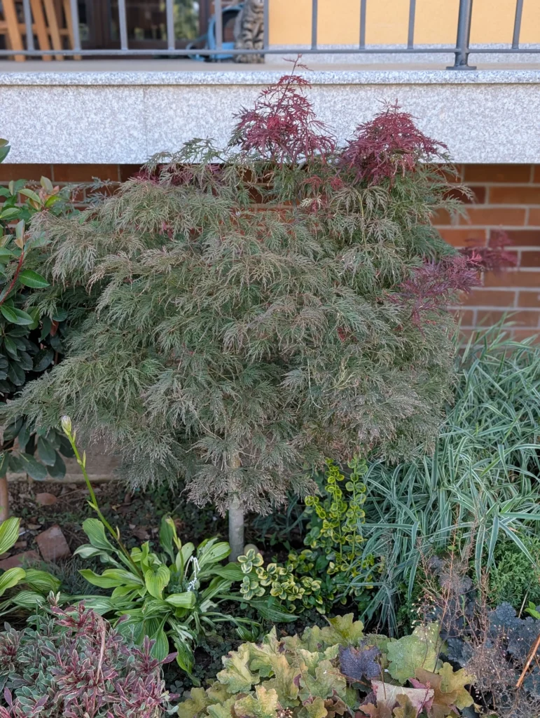 Crveni japanski javor (Acer palmatum 'Red Dragon') - Rasadnik Kedar