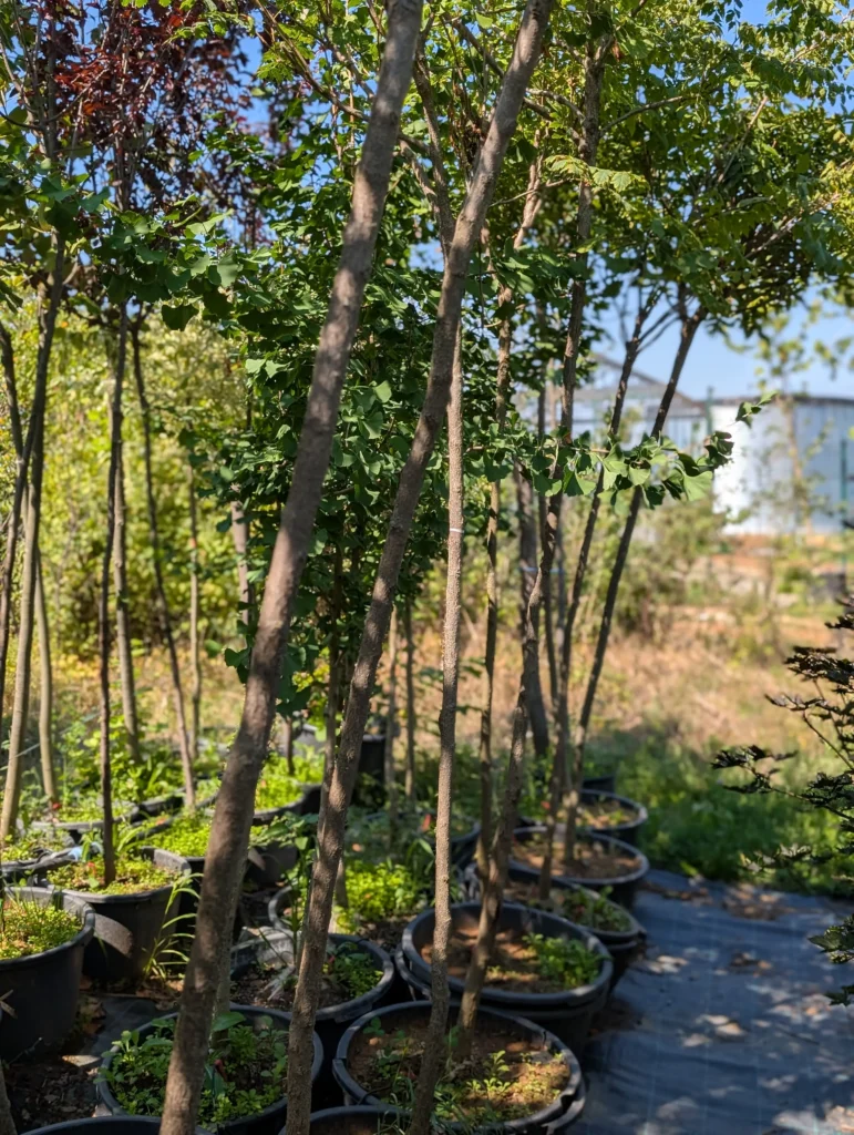Ginko (Ginko biloba) - Rasadnik Kedar