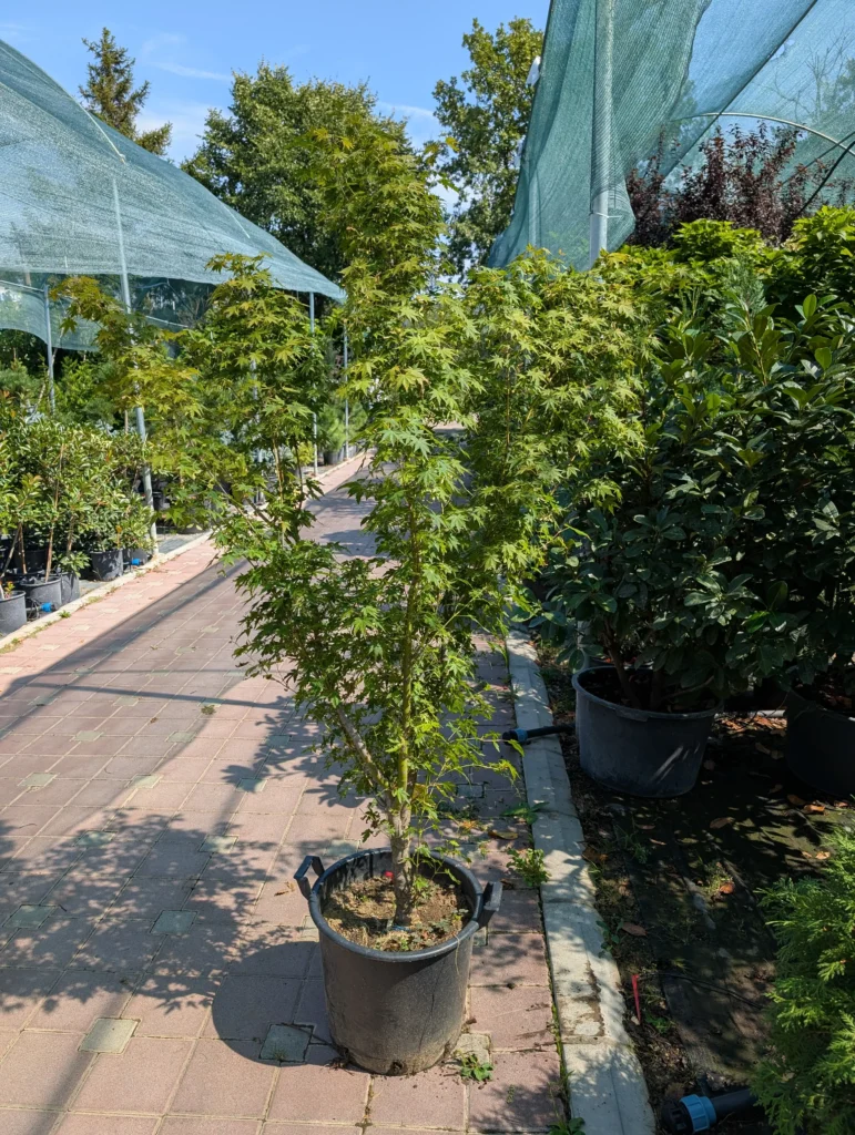 Japanski javor (Acer palmatum 'Atropurpureum') - Rasadnik Kedar